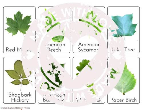 Autumn Trees+Leaves/Montessori 3 Part+Info Cards/Leaf Shapes/Math/Writing