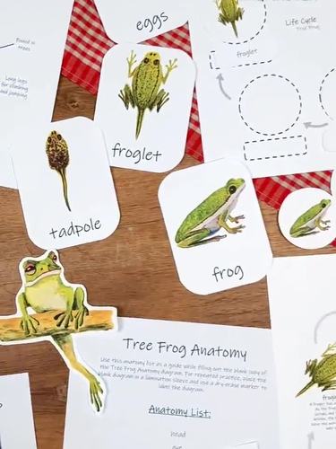 Tree Frogs: a nature-based STEAM unit study by Wild Earth Lab | TPT