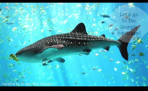 Georgia Aquarium Virtual Field Trip - Atlanta, Georgia - Digital Activity