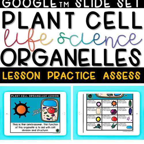 Diagram of A Plant Cell Digital Bundle by The Gaming Classroom | TpT