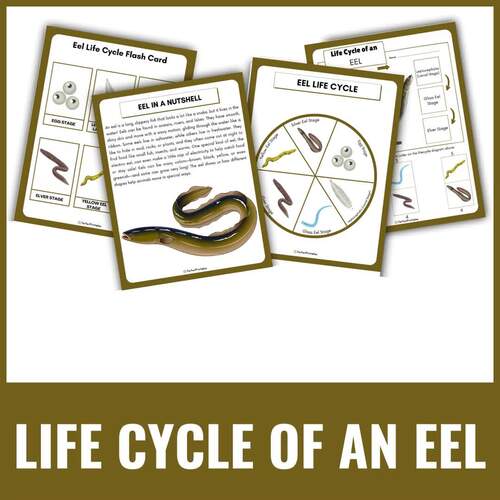 Eel life cycle worksheet | Ocean Animal Unit Study With Fun Facts!