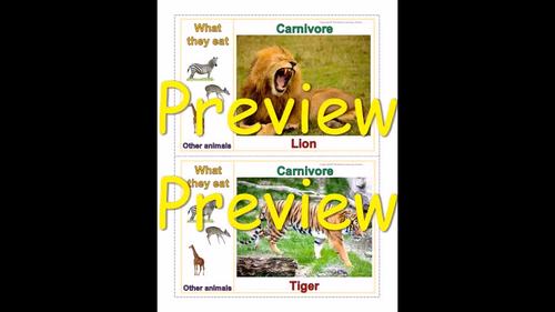 Carnivores - Flash cards, Worksheets with Real Images | TPT
