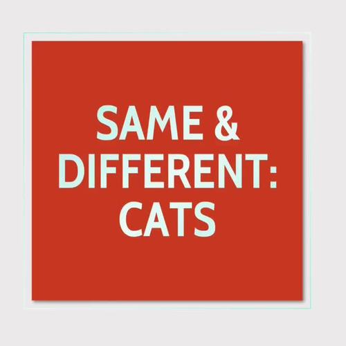 Sorting Activities - Matching & Graphing - Same and Different Cat Shapes