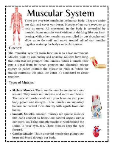 Muscular System by Kathy Diaz | TPT