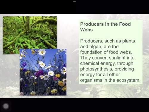 Introduction to Food Webs | Editable PowerPoint and Worksheets for ...