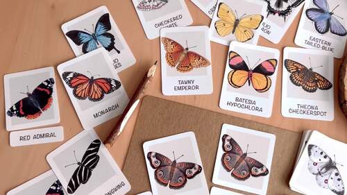 Butterfly Flash Cards Montessori Identification Nomenclature Cards ...