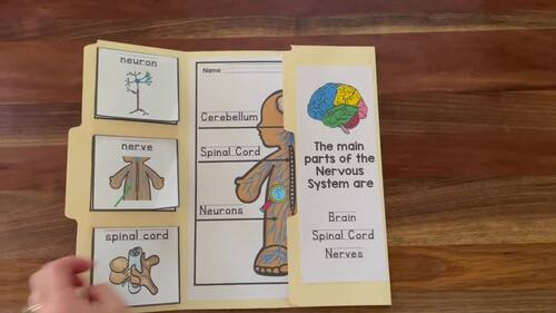 Nervous System Lapbook Human Body Nervous System Activity | TPT