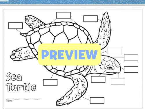 Label a Sea Turtle! {Body Parts Diagram} by Loreen Leedy | TPT