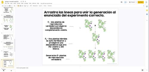Gregor Mendel and an Introduction to Genetics in SPANISH | TPT