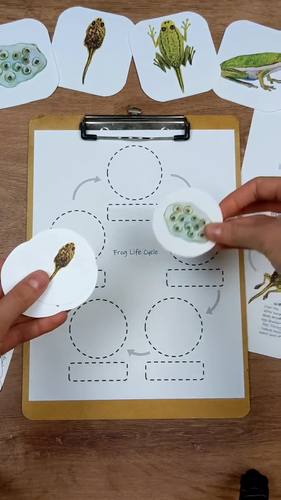 Frog Metamorphosis: labeled & unlabeled frog life cycle diagrams ...