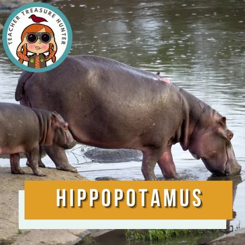Hippo African Animals Report Grasslands Animal Research Hippopotamus ...