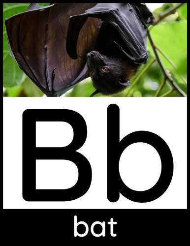 Animal Alphabet Posters Real Life Pictures by Oak Roots and Arrows