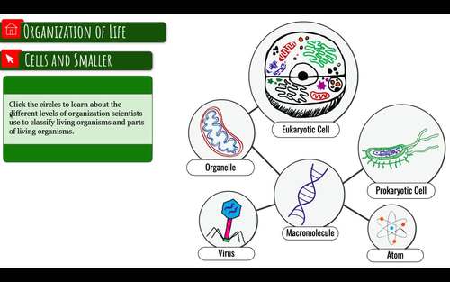 Organization of Life Interactive Diagram by Science With Mrs Lau