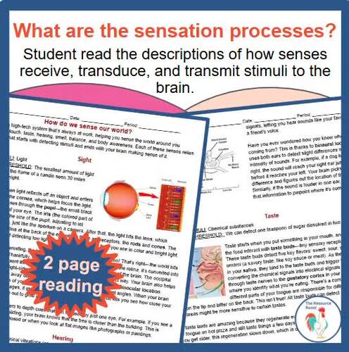 Sensation Processes: Reading and 3 Activities for Psychology Elective