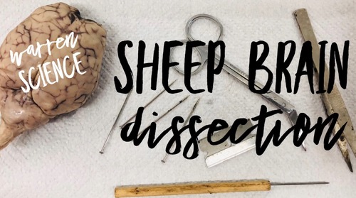 Sheep Brain Dissection Video + Lab Sheet by Warren Science | TPT