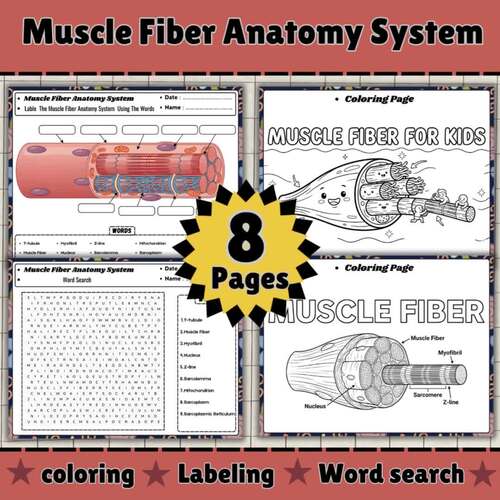 Muscle Fiber Anatomy Worksheets | Labeling, Word Search |Muscular ...