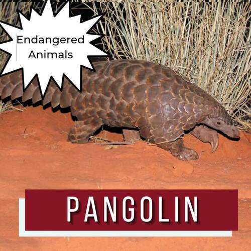 Pangolin | Endangered Animal information research page for animal report