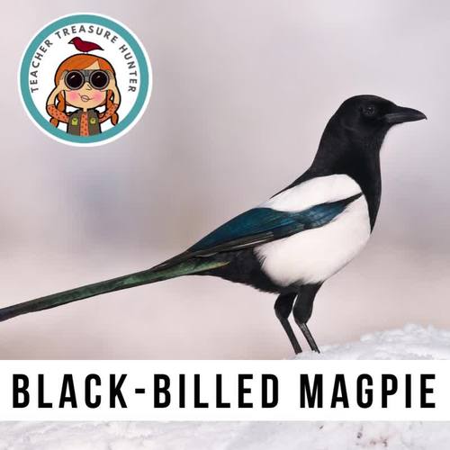 Black-billed magpie nonfiction article for writing an animal research ...