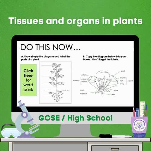 Tissues and organs in plants (GCSE) by CMGs Science lessons | TPT