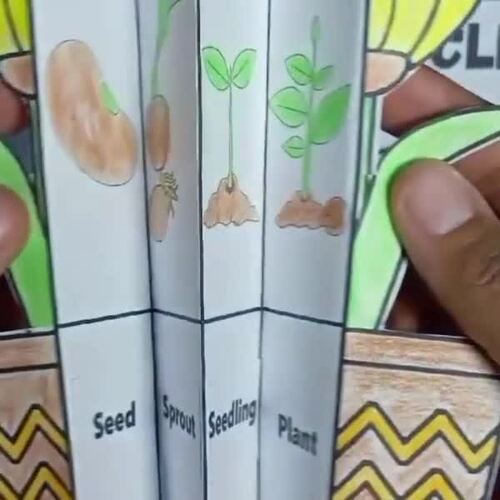 life cycle of a Plant foldable kids craft science activity Fun spring ...