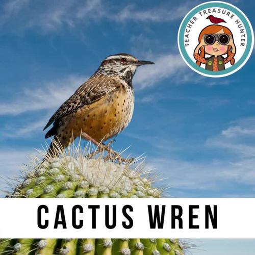 Cactus Wren desert animal nonfiction article for desert animals report