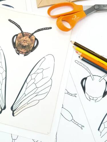 Bee | Paper Bag Puppet | Printable Craft | Bees by Simply Schoolgirl
