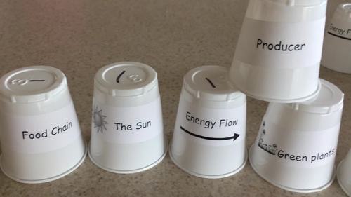 Food Chain Cup Labels by Science Toolkit | TPT