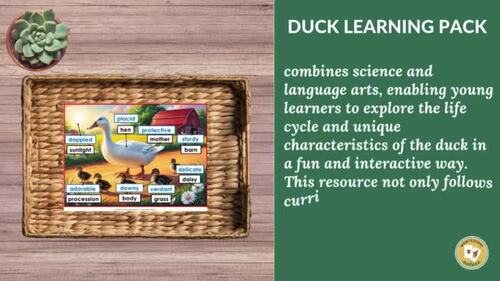 Duck Life Cycle Parts of a Duck Types Facts Montessori Nomenclature 3 ...