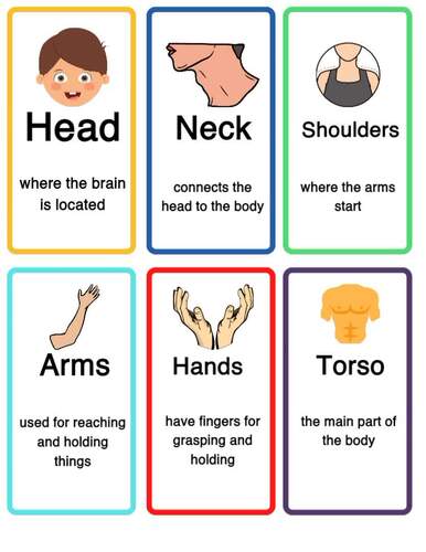 body part Flashcards-Body Parts Picture Cards-HUMAN BODY PARTS Flashcards