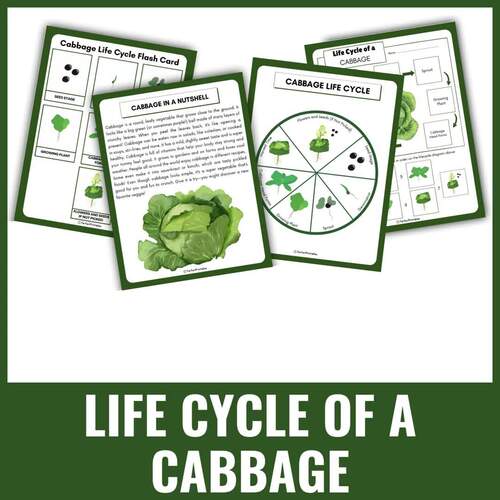Cabbage life cycle diagram, vegetable cut & paste, matching activity ...