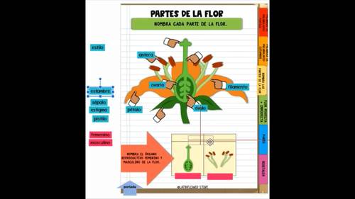 Partes de la Flor Libreta Interactiva Digital by Latinflower Lessons