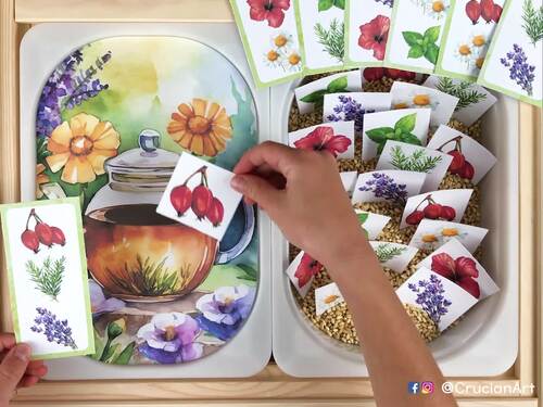 Herbal Tea Brewing FLISAT Insert: Make a Pot of Tea Matching Activity