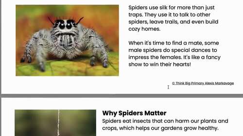 2nd Grade Spiders Nonfiction Science ELA Unit: Halloween Reading & Writing