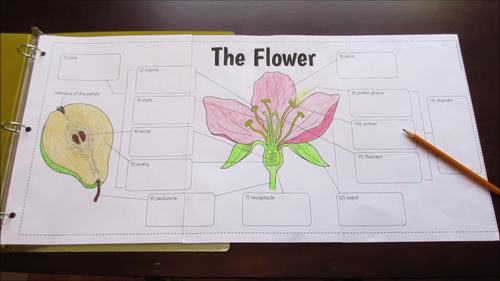 Flower Structure - Big Foldable for Interactive Notebooks or Binders