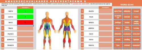 Muscular System Medical Terminology Combining Forms by Abaco Education Zone