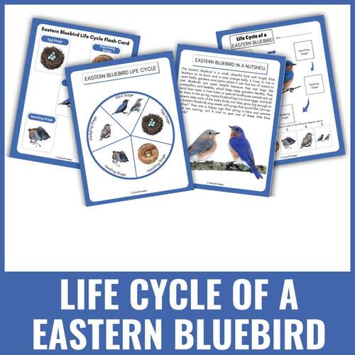 Life Cycle of a Eastern Bluebird | Spring Birds Unit Study With Fun Facts!