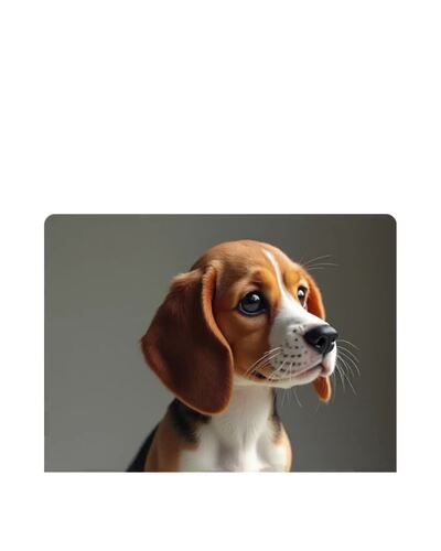 27 Breeds of Dogs Flashcards with Real Photos |Editable Montessori Cards