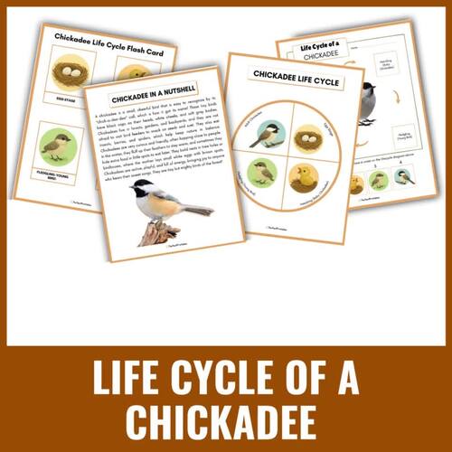 Chickadee life cycle, North American songbirds science unit study with ...
