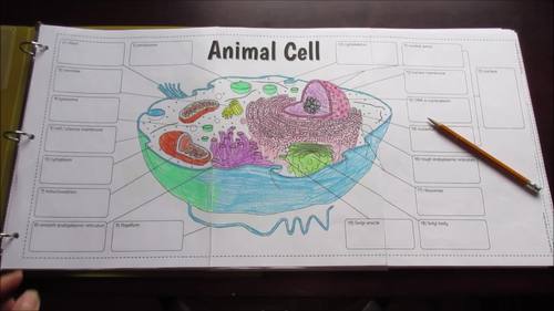 Biology & Anatomy Big Foldables MEGA BUNDLE for INBs or Binders - 40% OFF