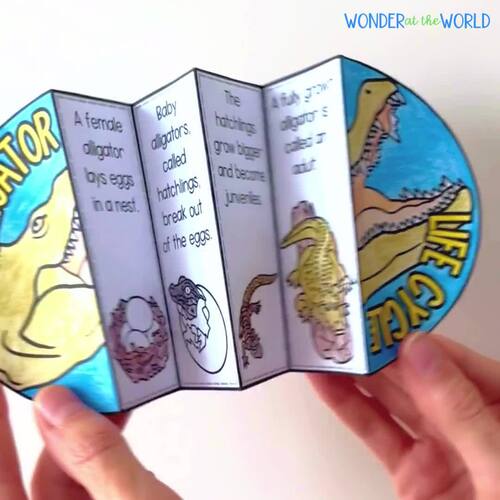 Life cycle of an alligator foldable sequencing activity reptile cut and ...