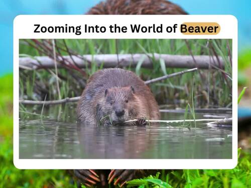 NO PREP All About Beavers Presentation, a Wild Animal Adventure 3rd-6th ...