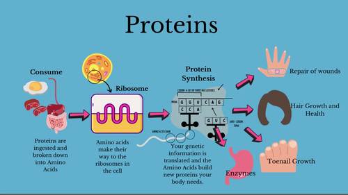 Macromolecules Review | Connections to the Cell and Body by GoScienceGo