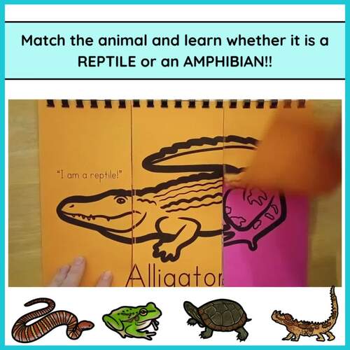 "Reptile or Amphibian??" | A Fact-Filled and Fun Flipbook for an Animal ...