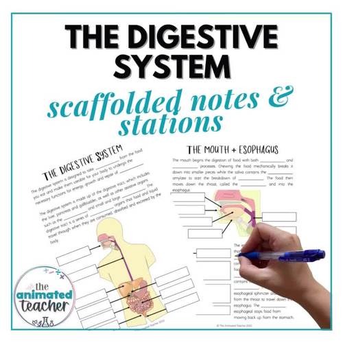 The Digestive System Diagram Labelling Worksheets and Stations | TPT