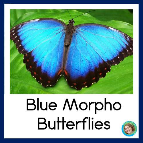 Rainforest Animals Blue Morpho Butterfly Reading Comprehension Book w ...