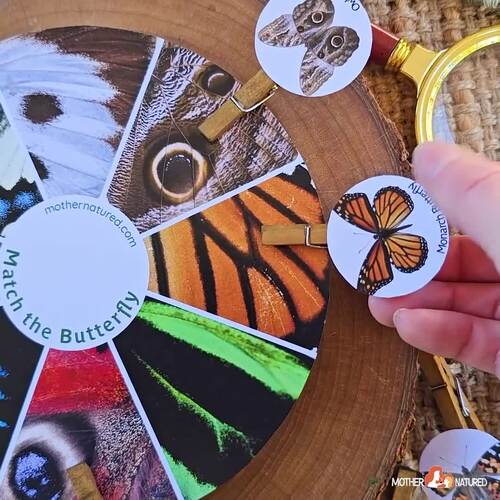Butterfly Matching Activity | Butterfly Game | Butterfly Pattern Activity