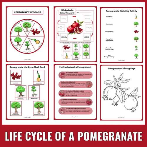 Pomegranate Plant Life Cycle: Fruit Tree Science Unit Study Fun Facts