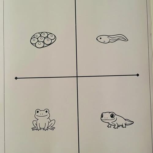 Frog Life Cycle Craft , Cut and Paste Activity , Printable Science Craft