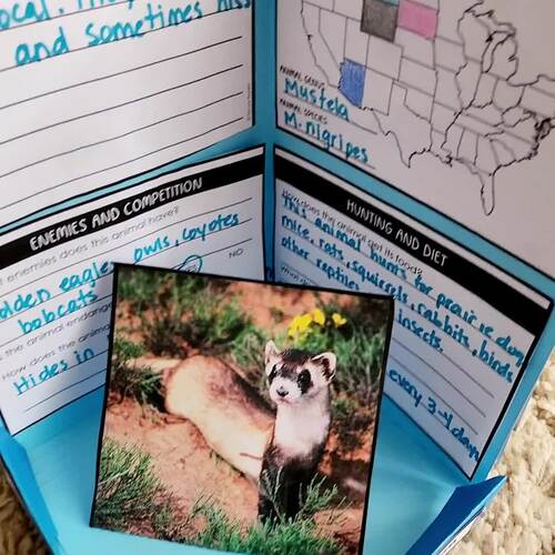2nd Grade Animal Research Projects, Animal Research Project 3rd Grade ...