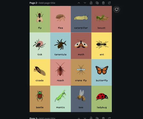 Insects and Bugs Vocabulary Flashcards Game Cards for Memory | BIOLOGY ESL
